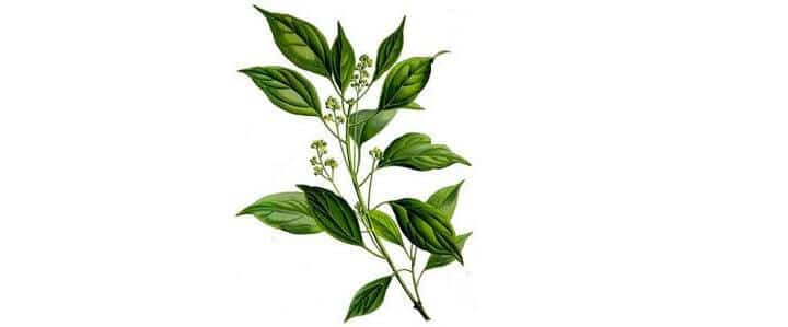 Le Ravintsara : une plante miraculeuse antivirale | OrangeRockCorps