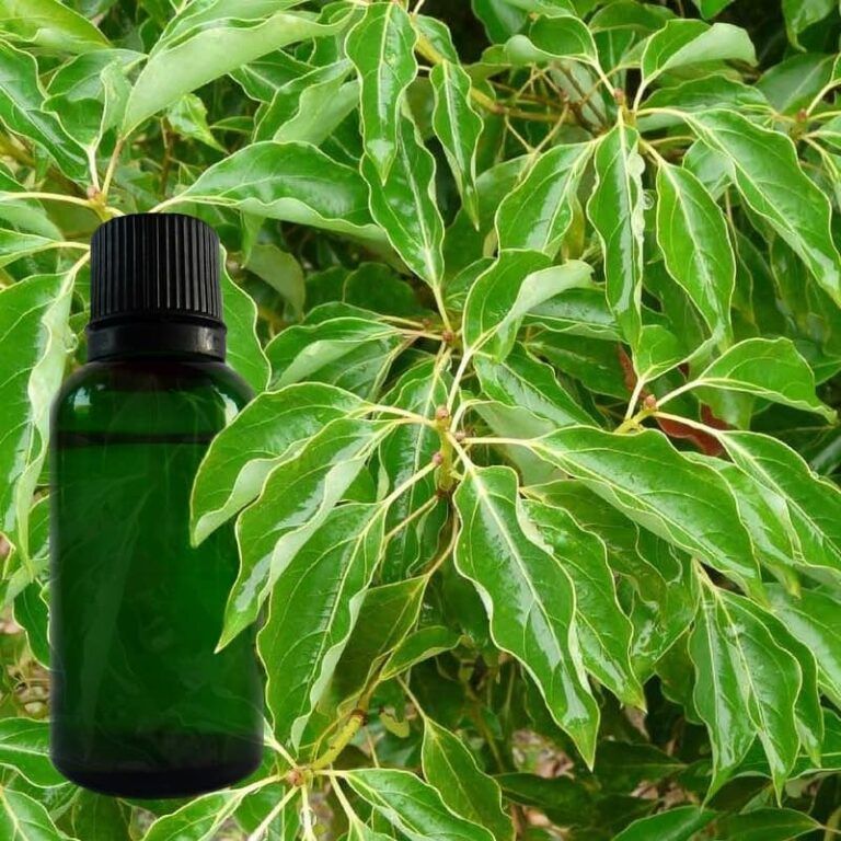 Le Ravintsara : une plante miraculeuse antivirale | OrangeRockCorps